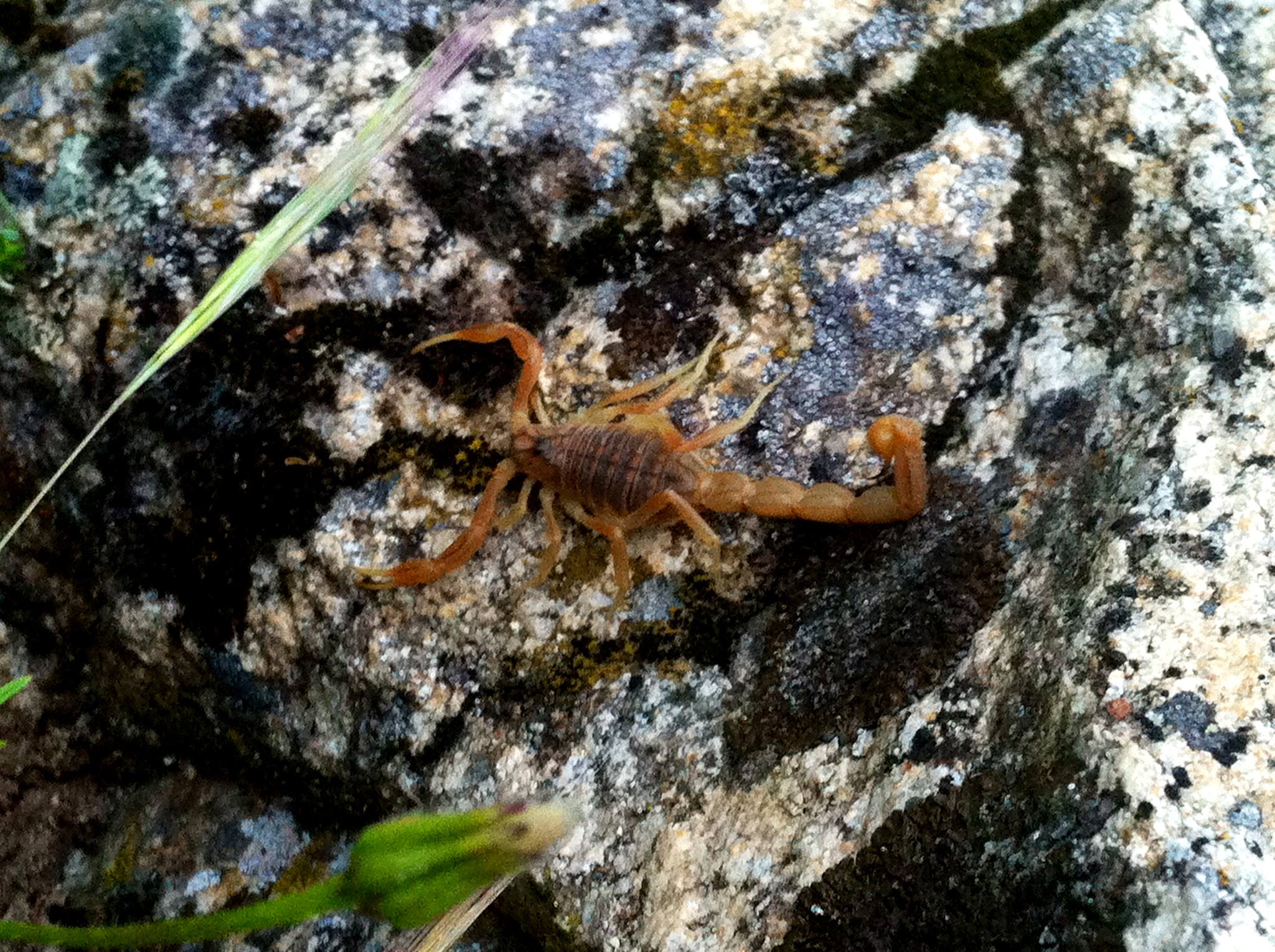 Alacrán o Escorpión (Scorpionida) | SENDERO VIVO