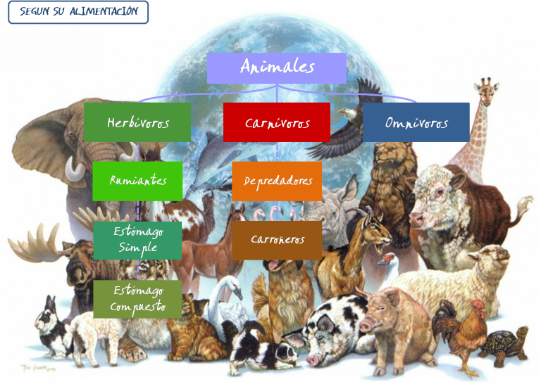 Clasificación de los Animales por su Alimentación | SENDERO VIVO